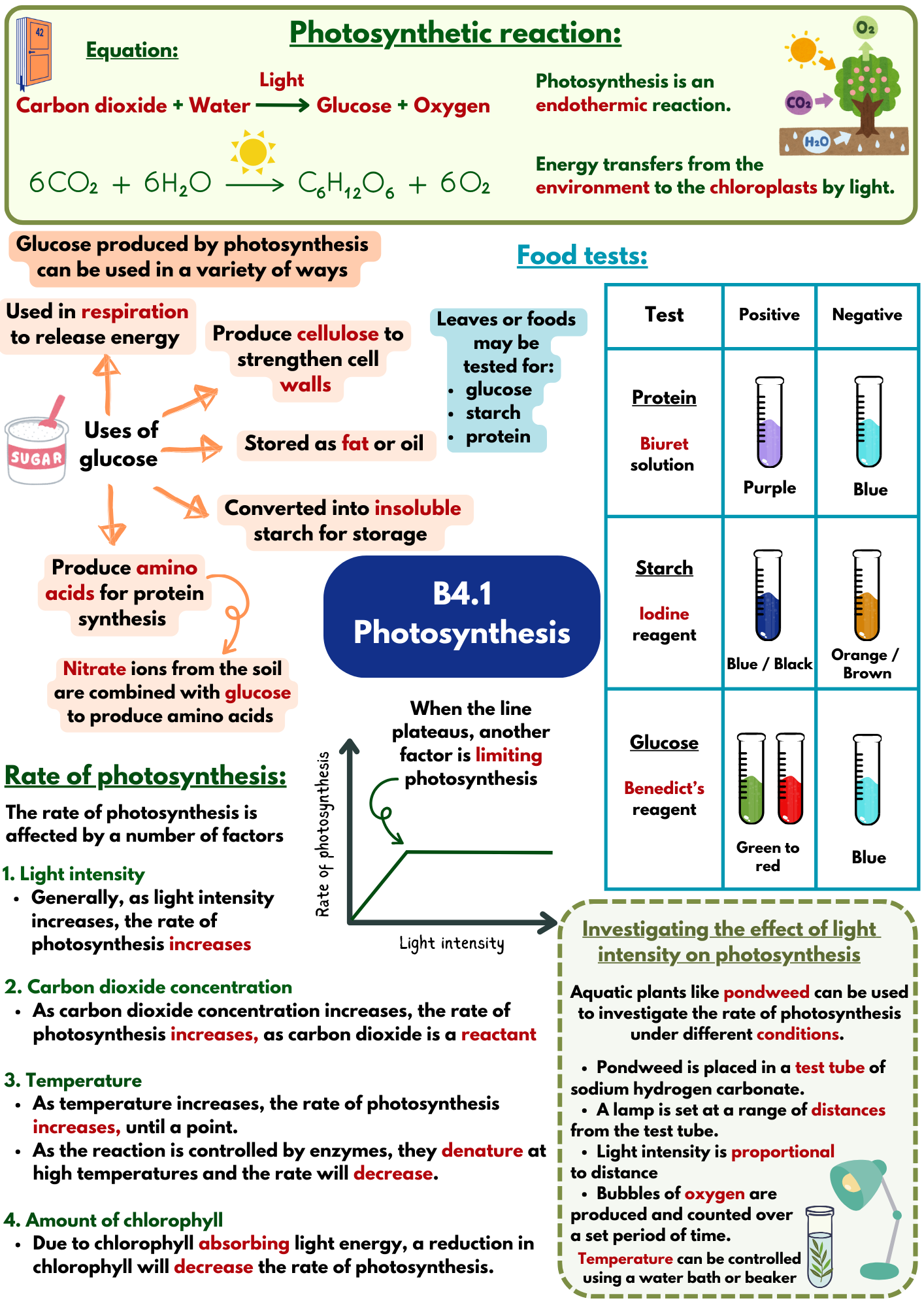 B4.1 Photosynthesis (1) – Classroom 42