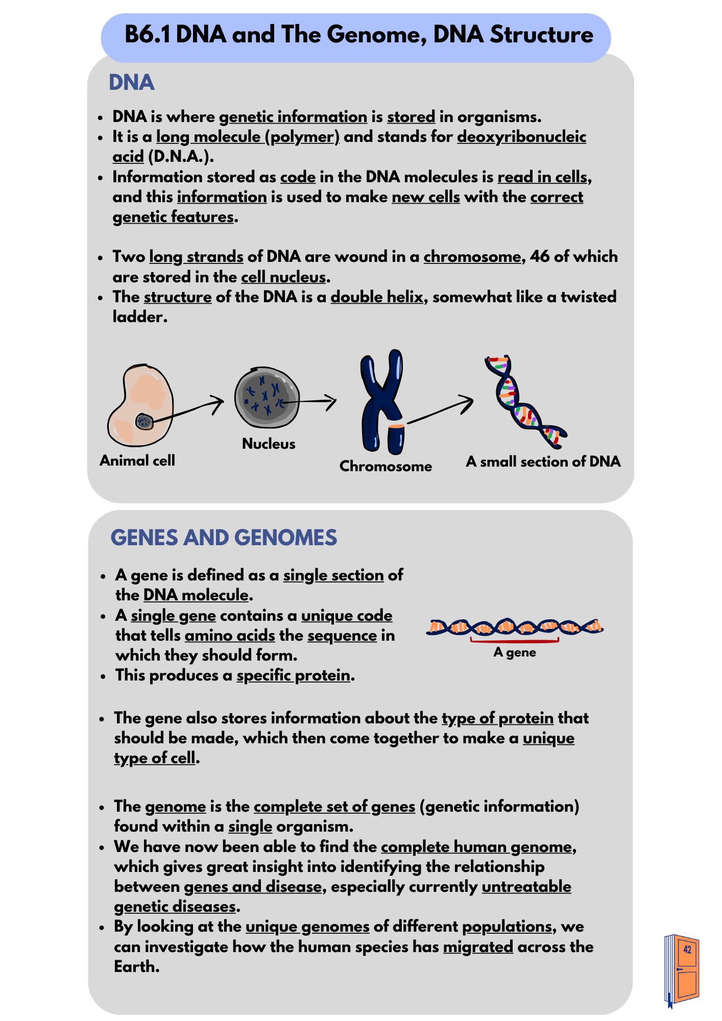 DNA and The Genome, DNA Structure (Biology Only) (3) – Classroom 42