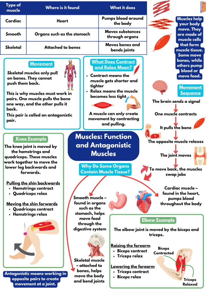 Muscles: Function and Antagonistic Muscle Cheat Sheet – Classroom 42